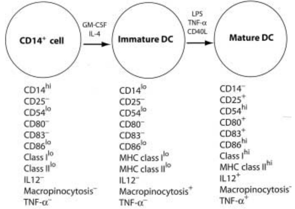 Dendritic Cells Can Be Derived From Monocytes Under