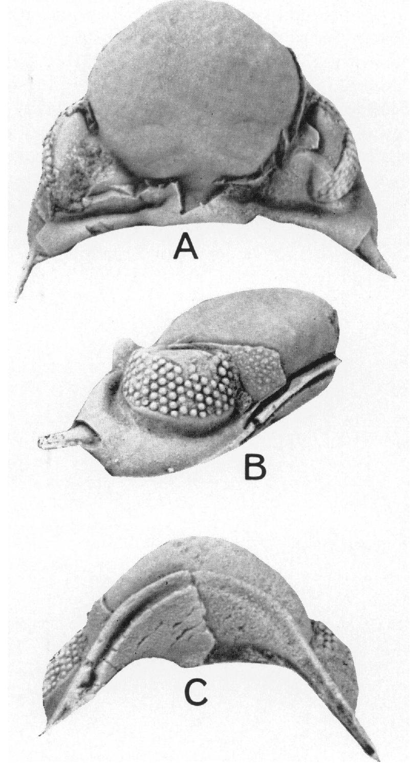Figure 17 - Systematics of Lower and Lower Middle Devonian
