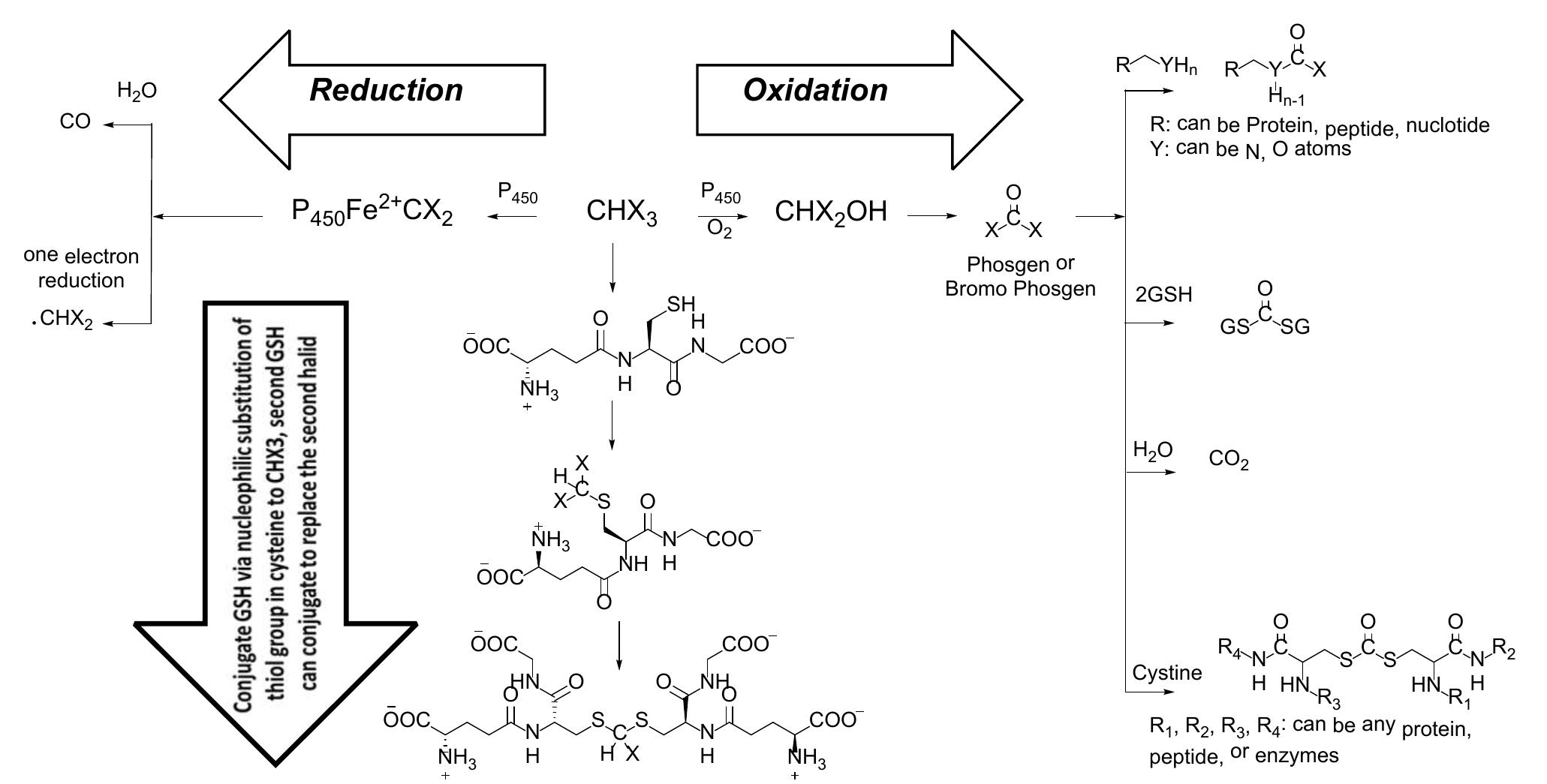The trihalomethanes thm reactions, the oxidations reaction