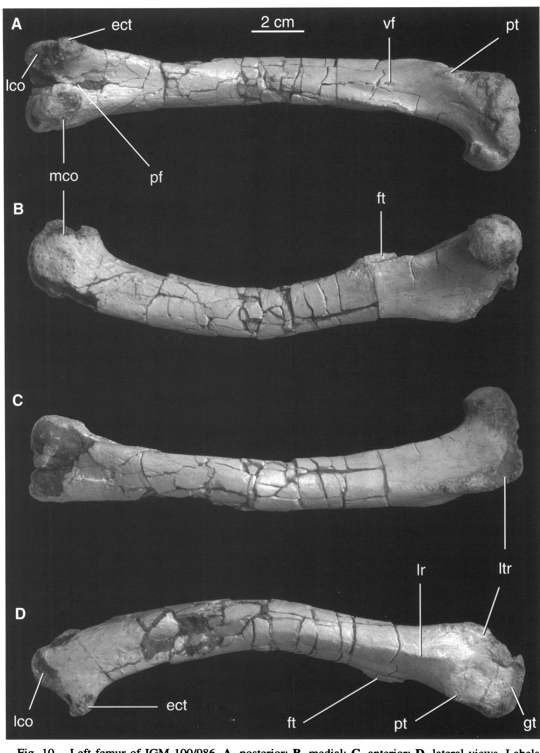 Figure 10 - Important features of the dromaeosaurid