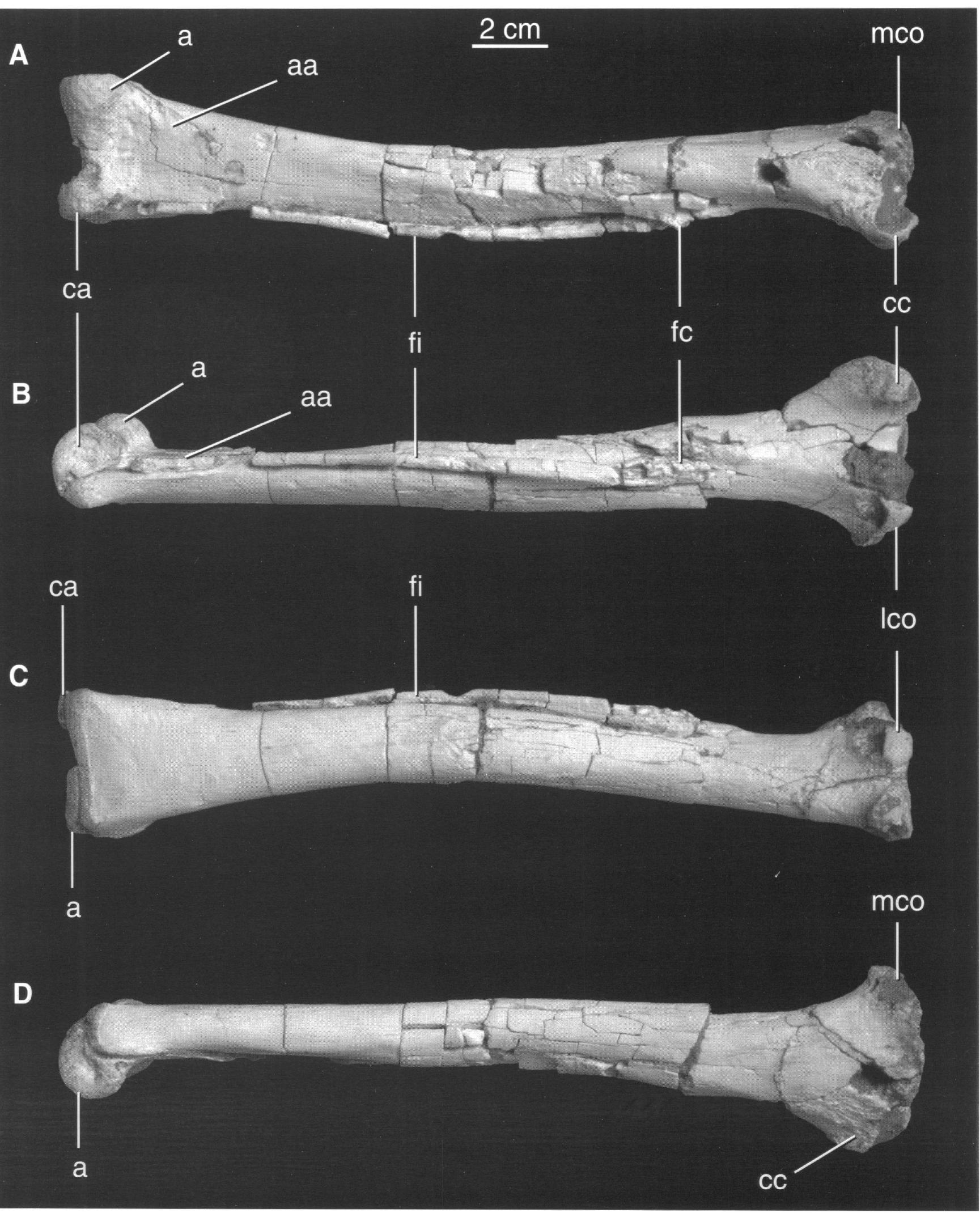 Figure 13 - Important features of the dromaeosaurid