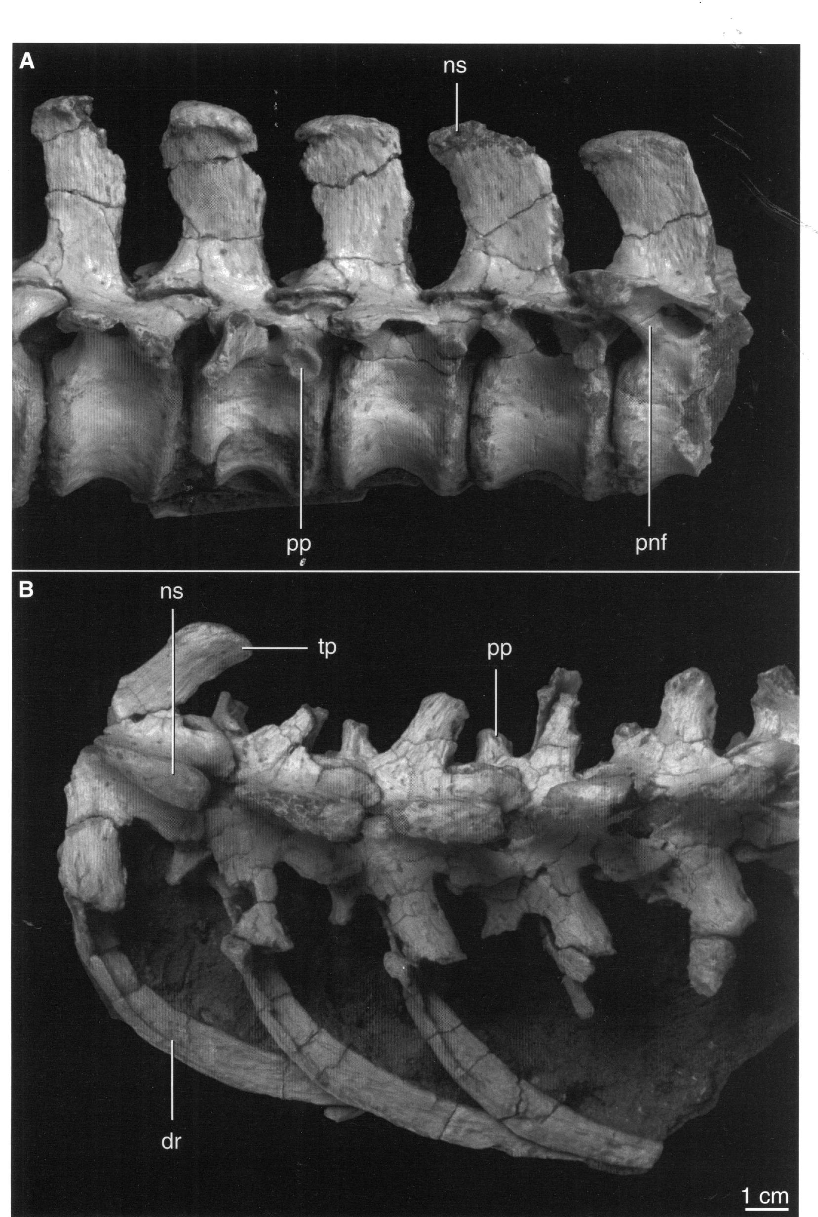 Posterior dorsal vertebrae of igm 100/986. a, right lateral;