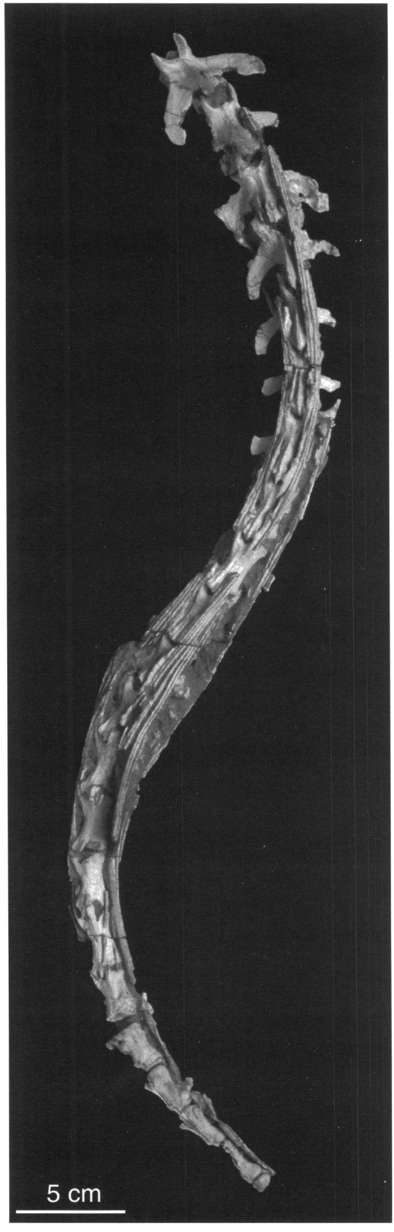 Norell and makovicky: dromaeosaurid skeleton i