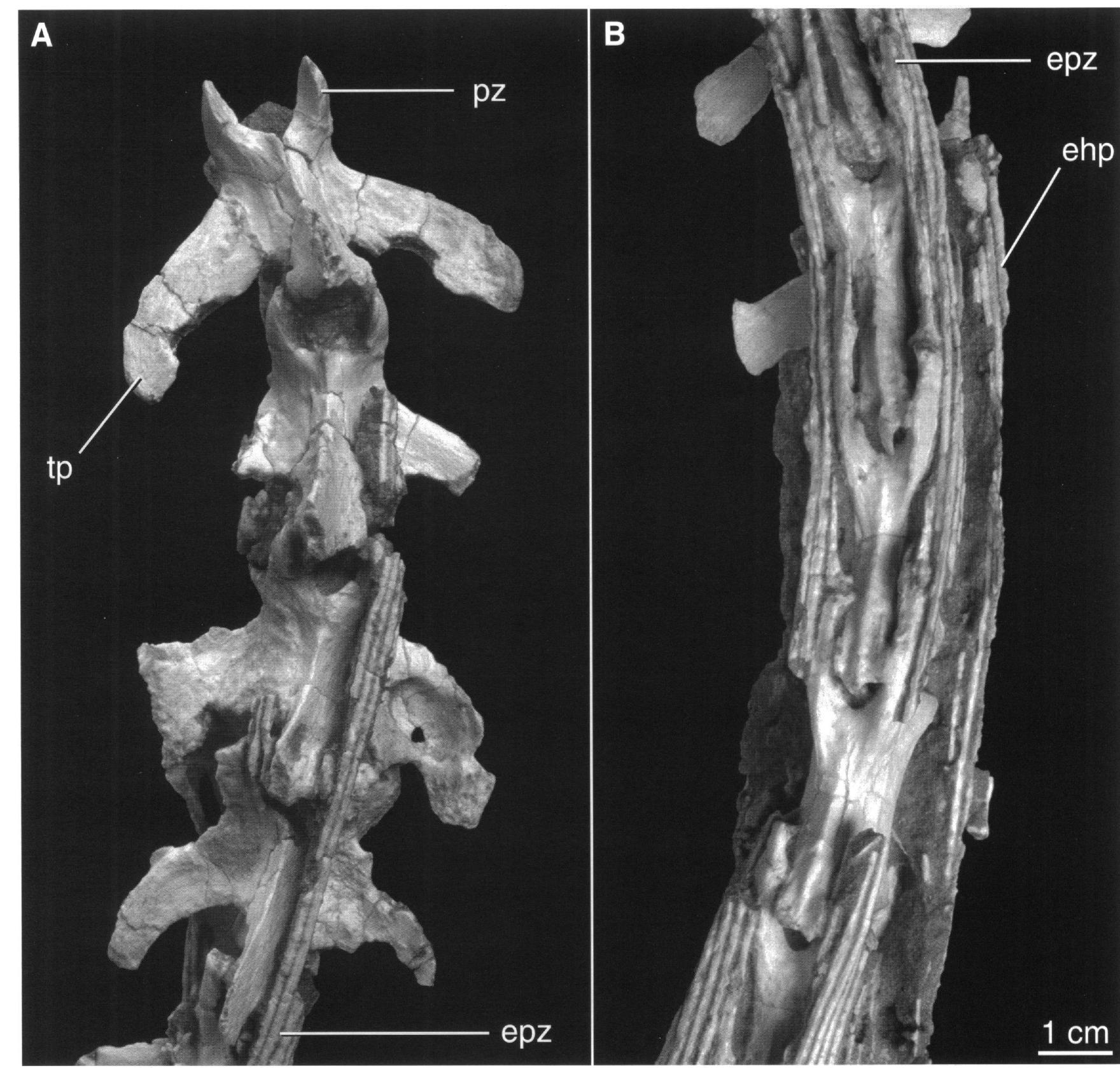 Tail of igm 100/986. dorsal view of details. a, anterior