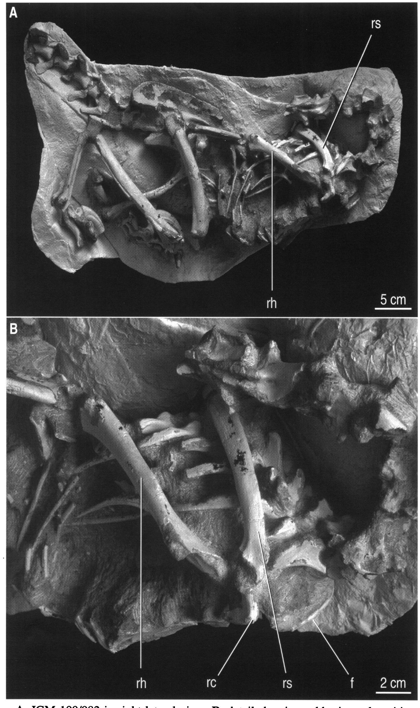 Figure 31 - Important features of the dromaeosaurid