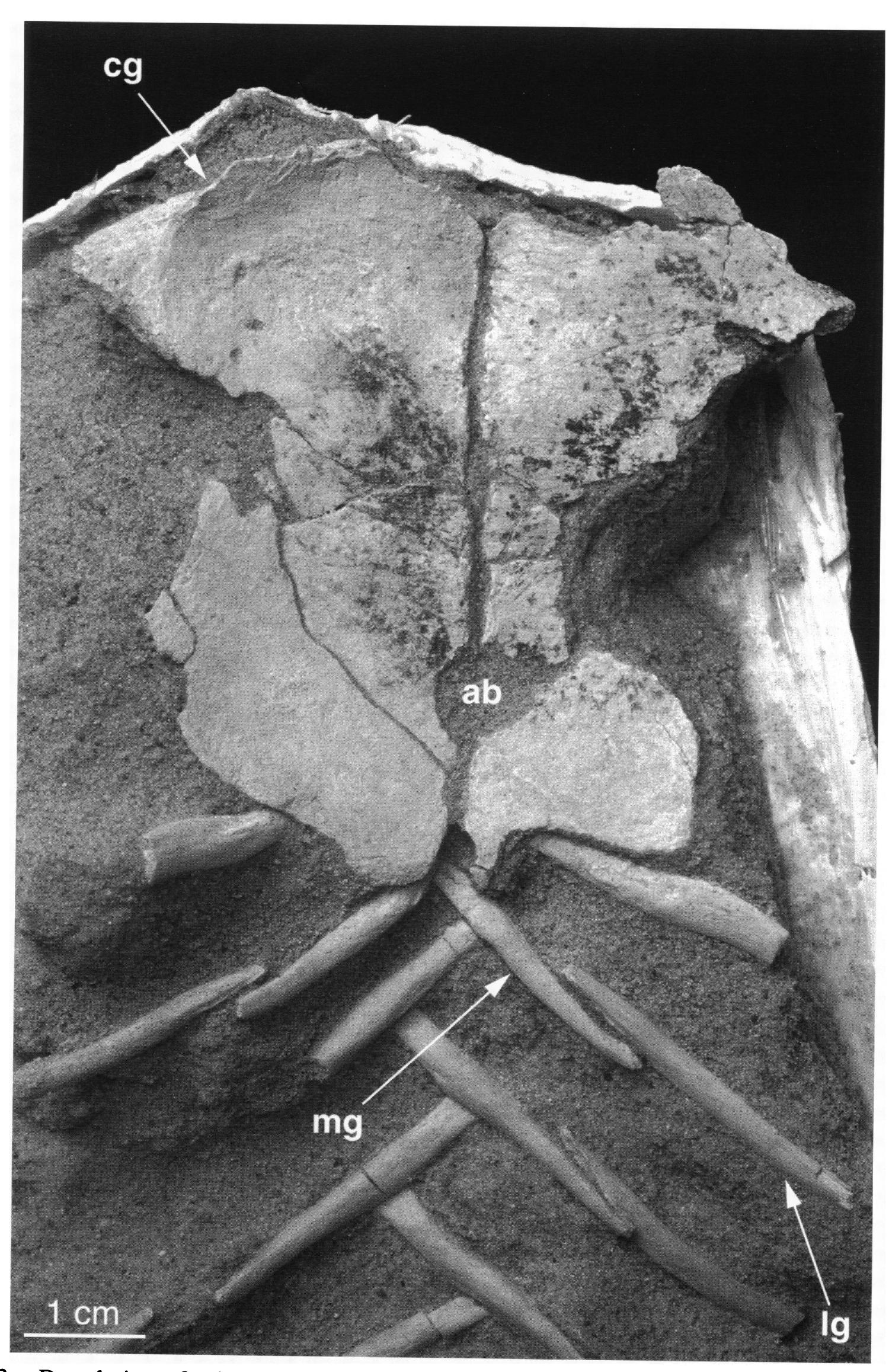 Figure 3 - Important features of the dromaeosaur skeleton