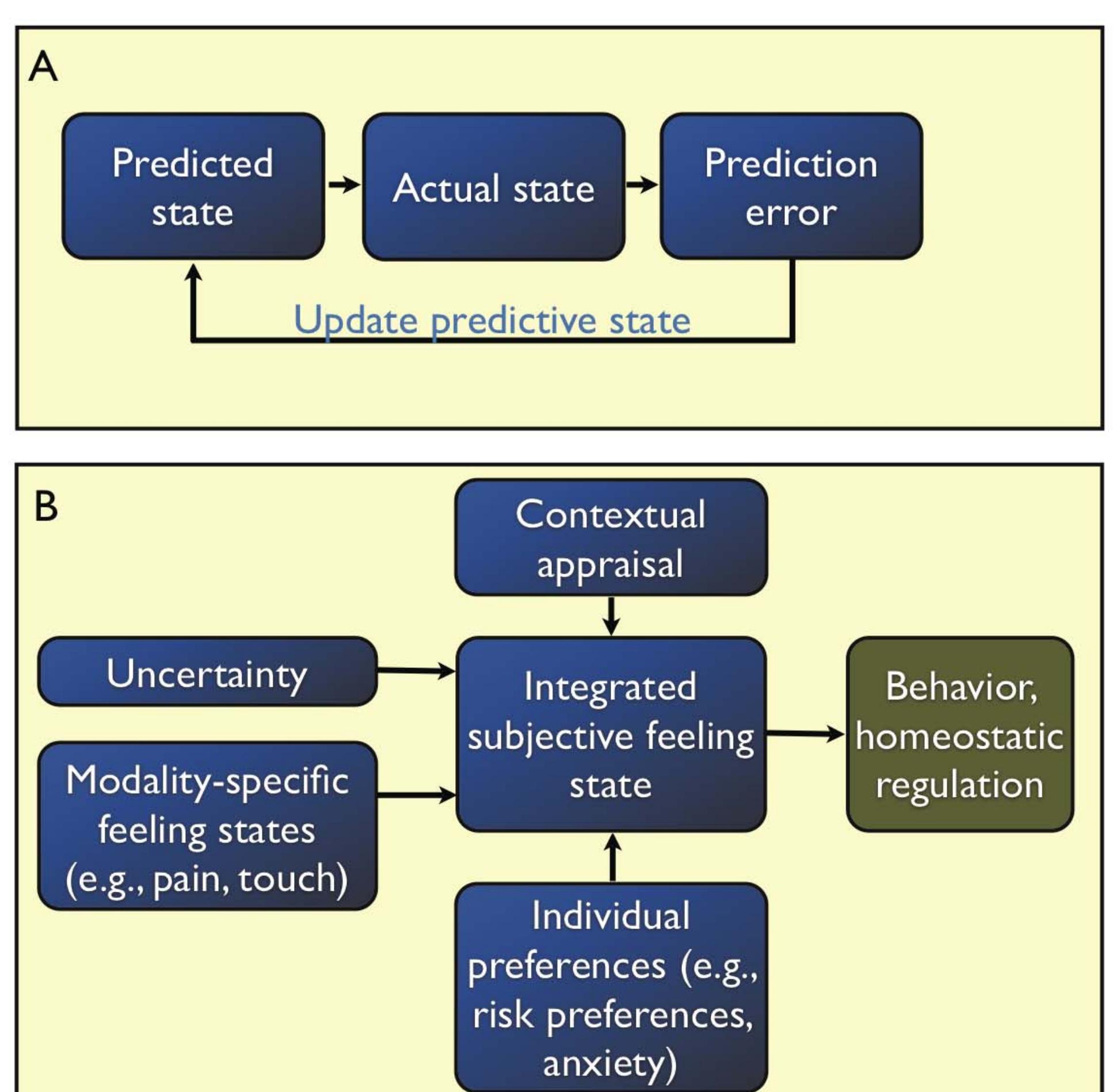 Figure 2 - A common role of insula in feelings, empathy and