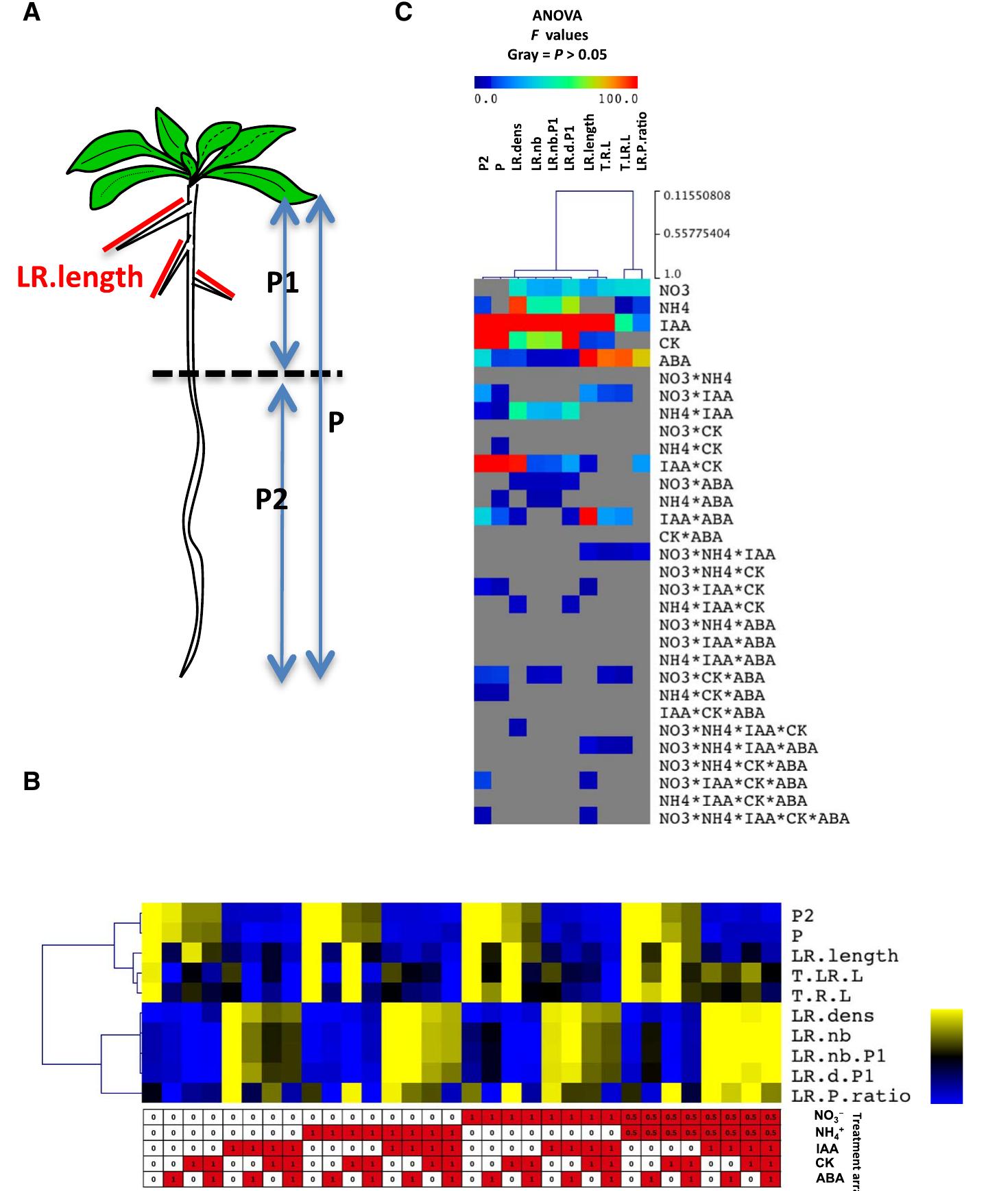 Hormones and nitrogen interact to shape root system