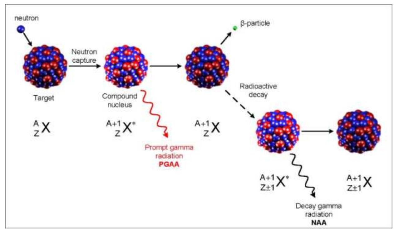 Diagram illustrating the process of neutron capture by a