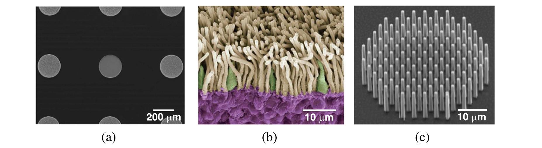 Retina and electrode geometries. (a) planar platinum gray