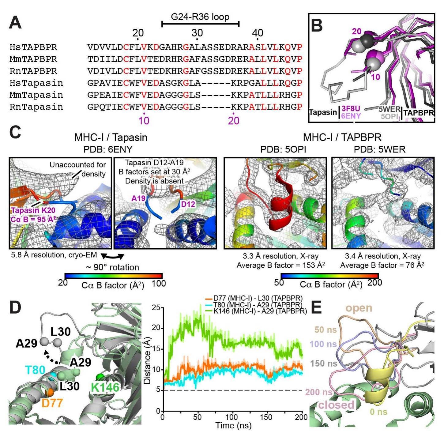 ‘igure 1. conformational plasticity of the tapbpr g24-r36