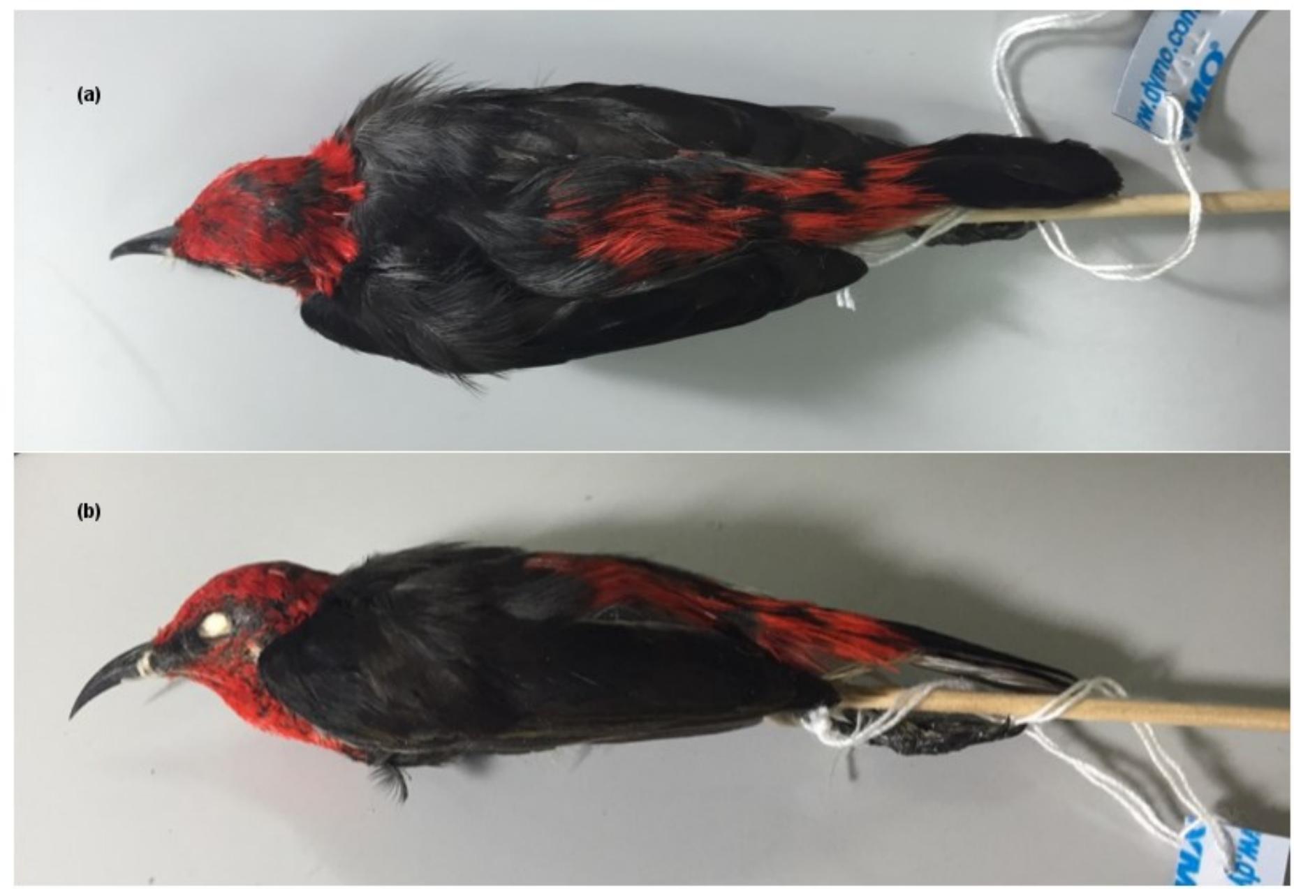 Dorsal (a) and lateral (b) view of the holotype