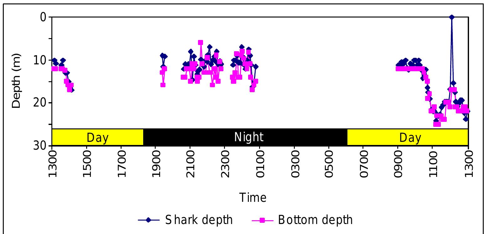 Swimming depth compared to bottom depth-shark 5. the shark