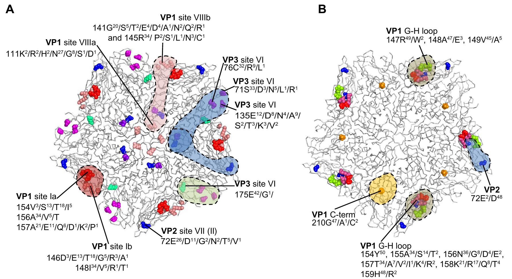 The antigenic structure of foot-and-mouth disease sat! (a)