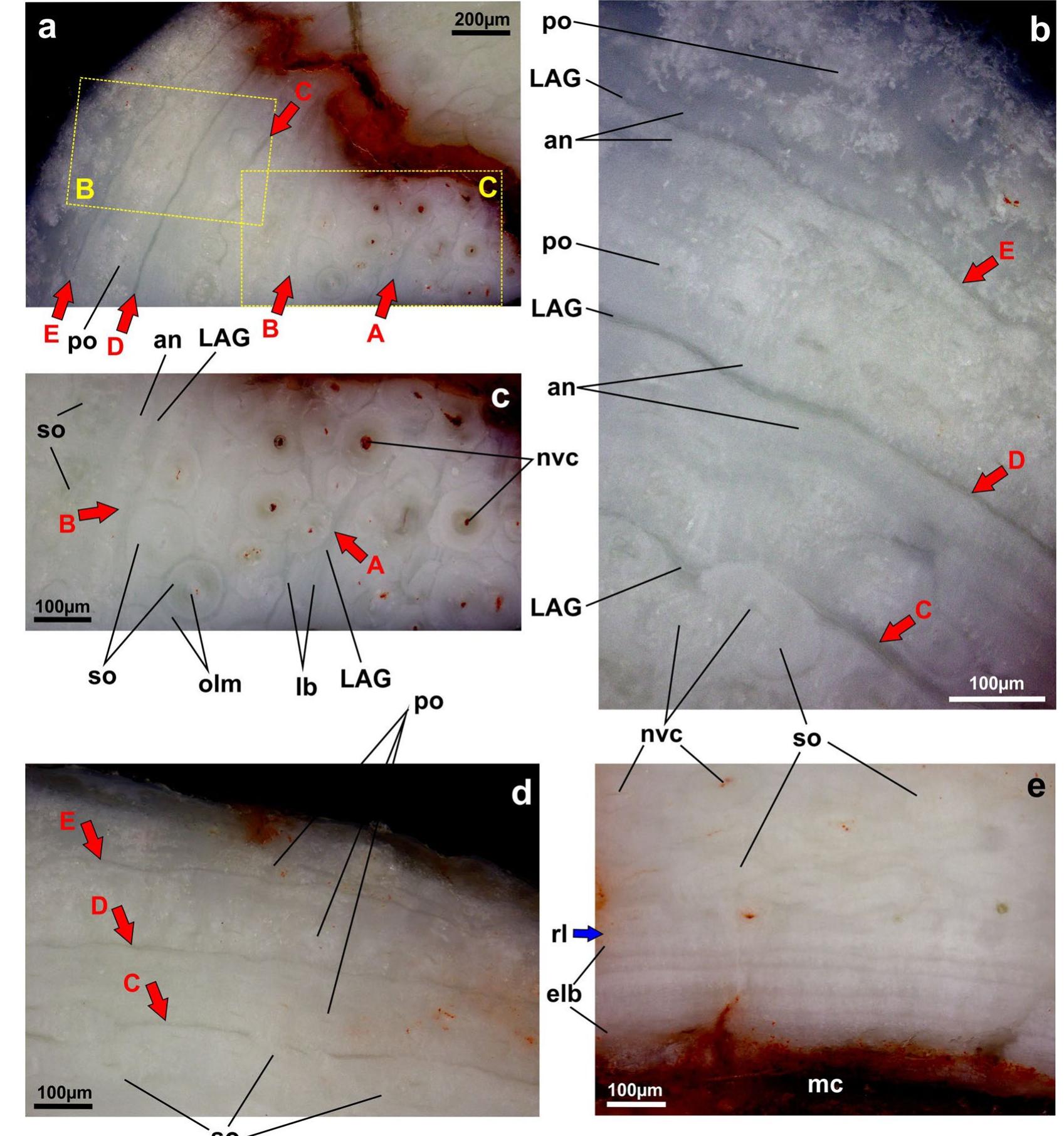Radius microstructure of the holotype of corythoraptor