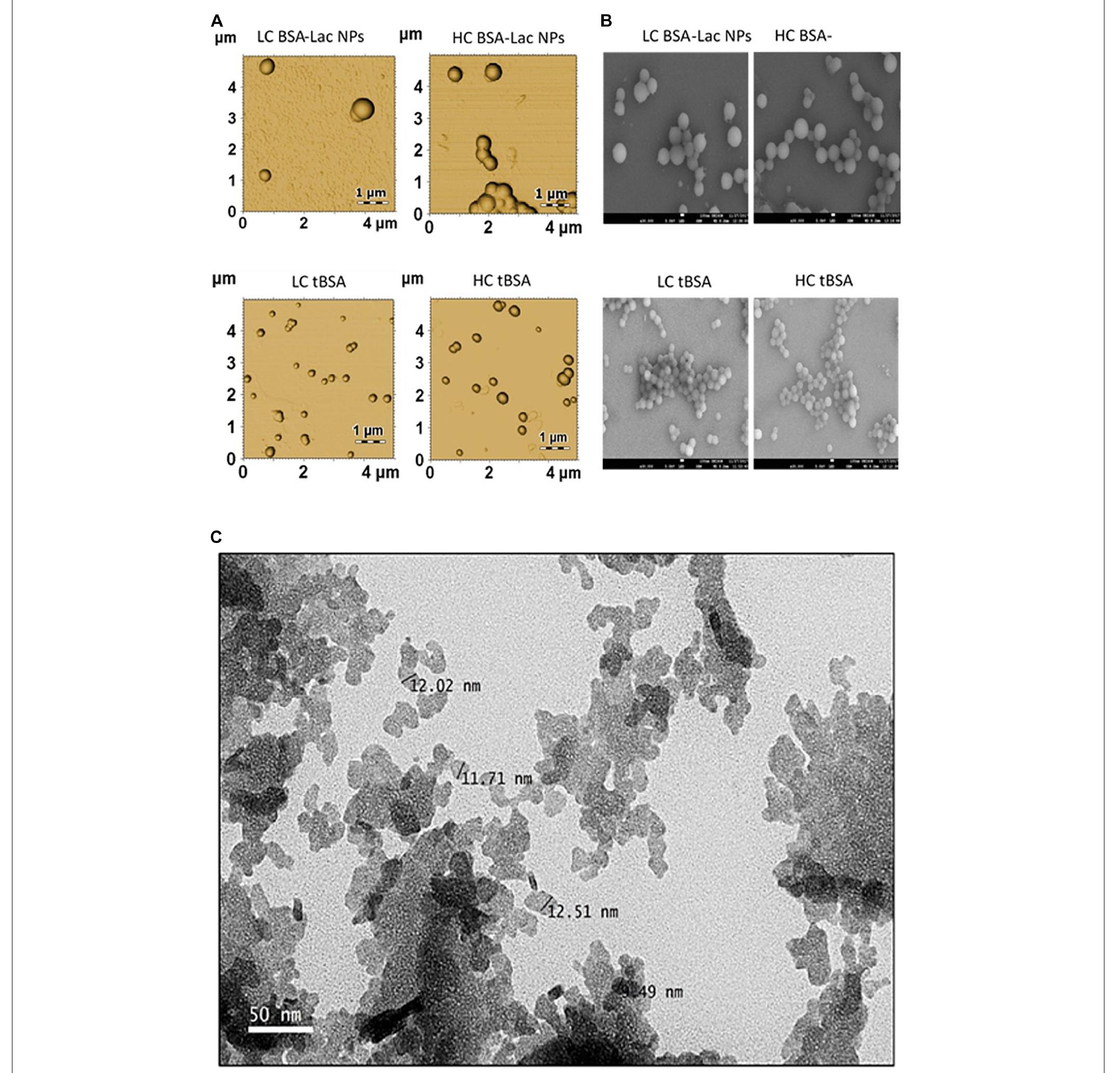 | morphology of hc and lc bsa-lac and tbsa nps (a) atomic