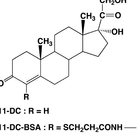 Structures of 11-dc and the bsa conjugate (11-dc-bsa)