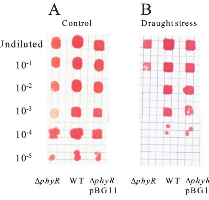 Desiccation test with the m. extorquens wild-type am1,