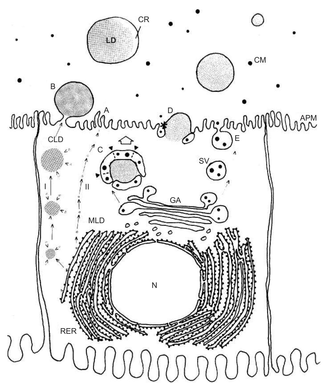 Summary of pathways for lipid droplet transit and secretion
