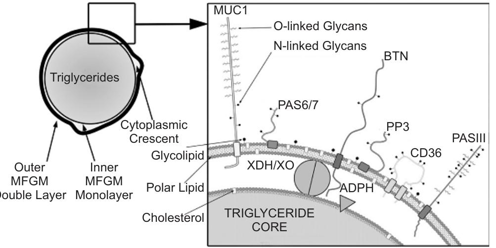 Structure of the fat globule with detailed arrangement of