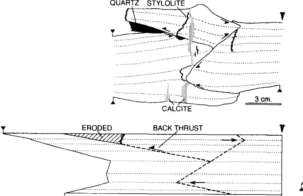 (a) field example of a double tectonic wedge with an associ-