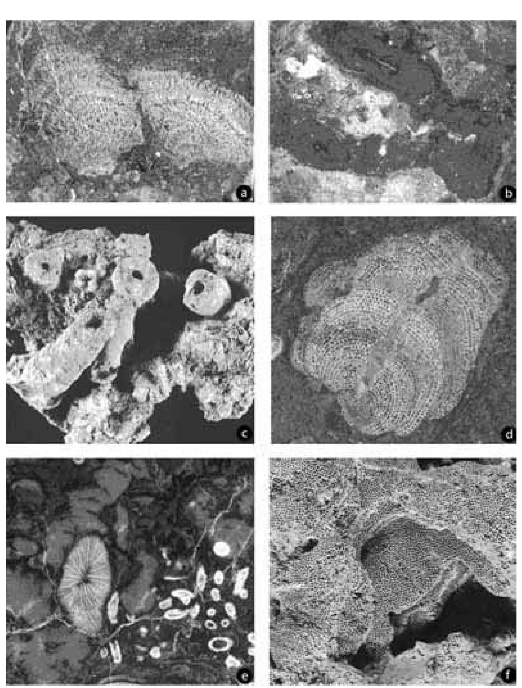 12 - well preserved bioconstructor facies from post-volcanic
