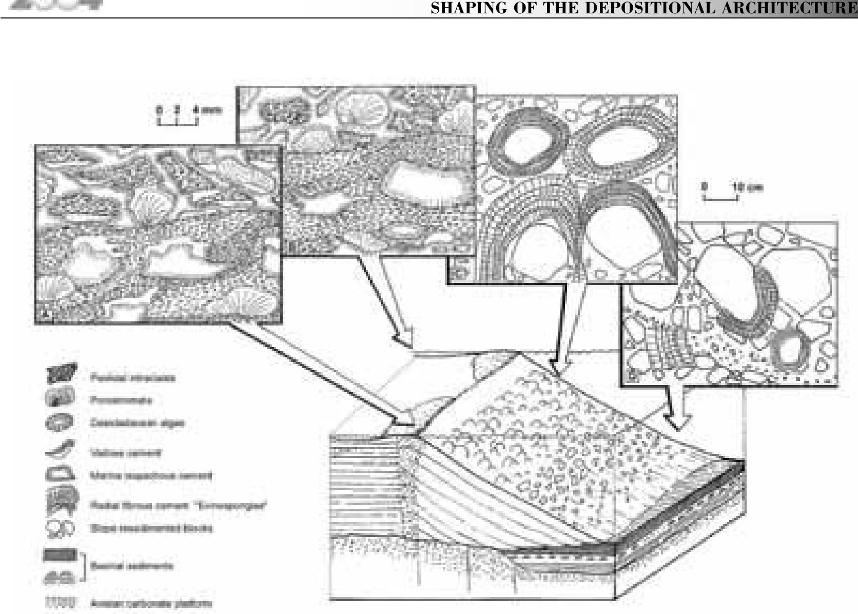 2 - schematic drawing (not to scale) of the facies and