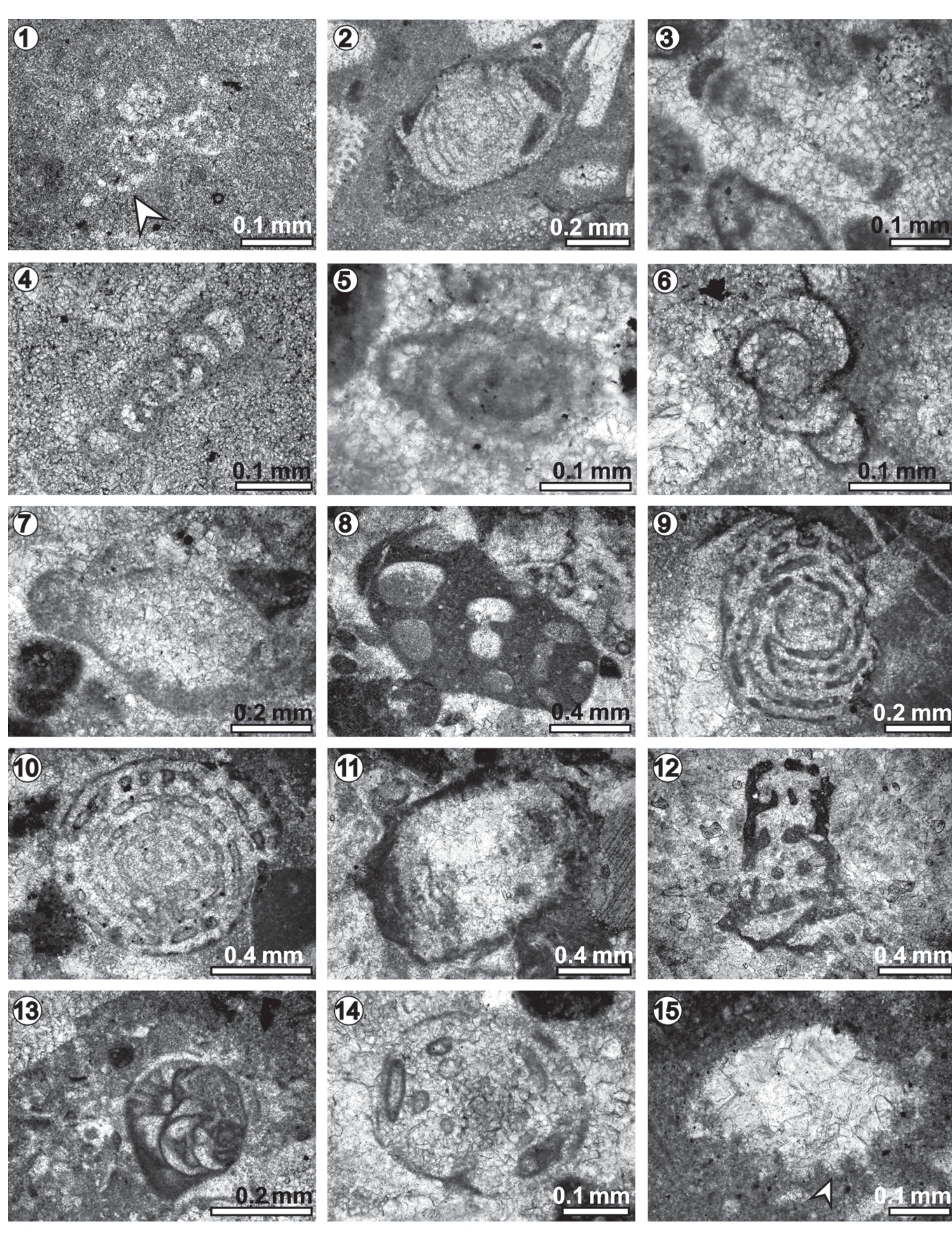 Upper triassic foraminifera from the tamar valley section. 1