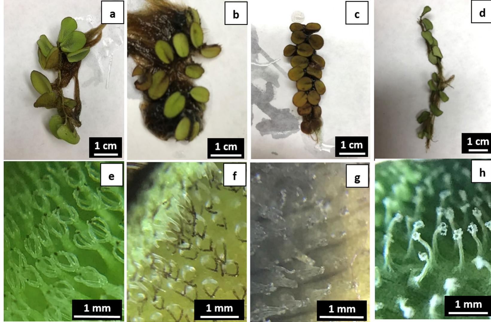 Healthy and unhealthy abnormal small-leaf growth forms of s.