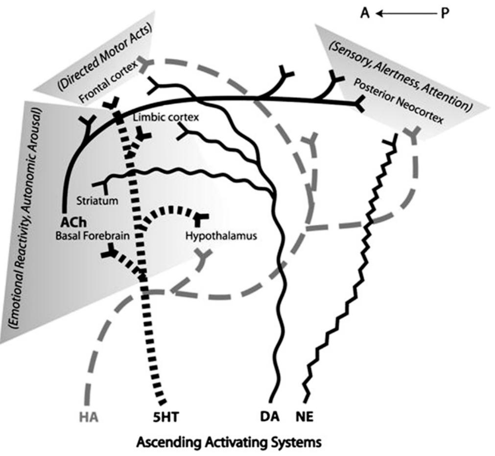 |. simplified schematic of the major ascending systems