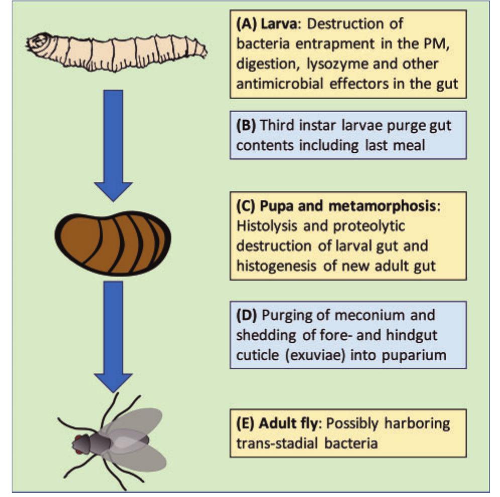 Bacterial interactions with house fly larvae and pupae