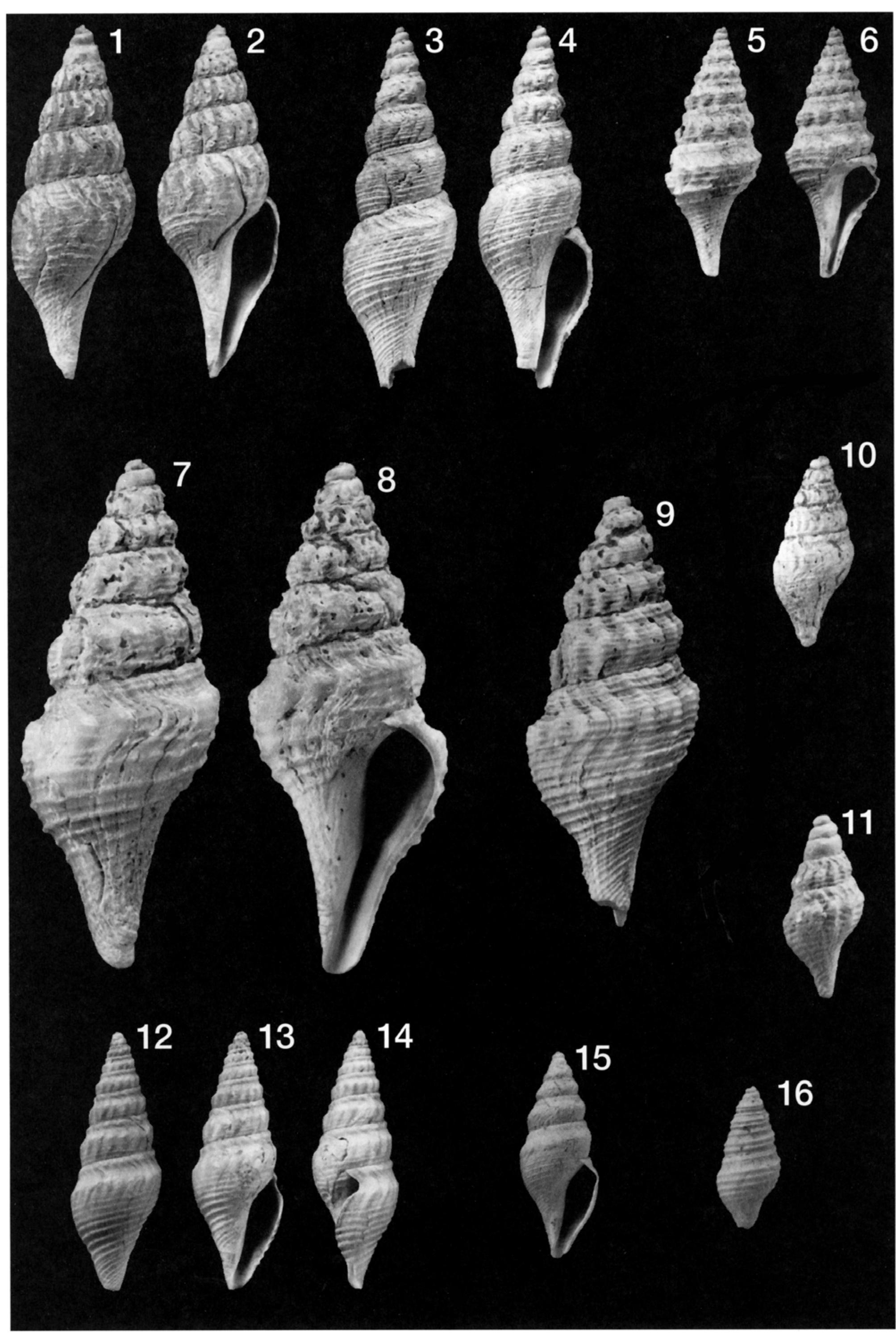 Figure 13 - from The Early Eocene London Clay Formation