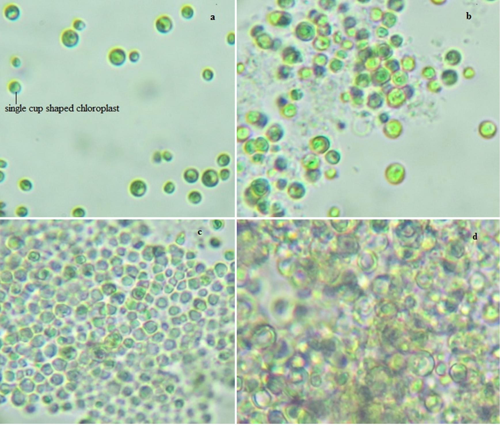Morphology analysis of chlorella sp. by light microscope at