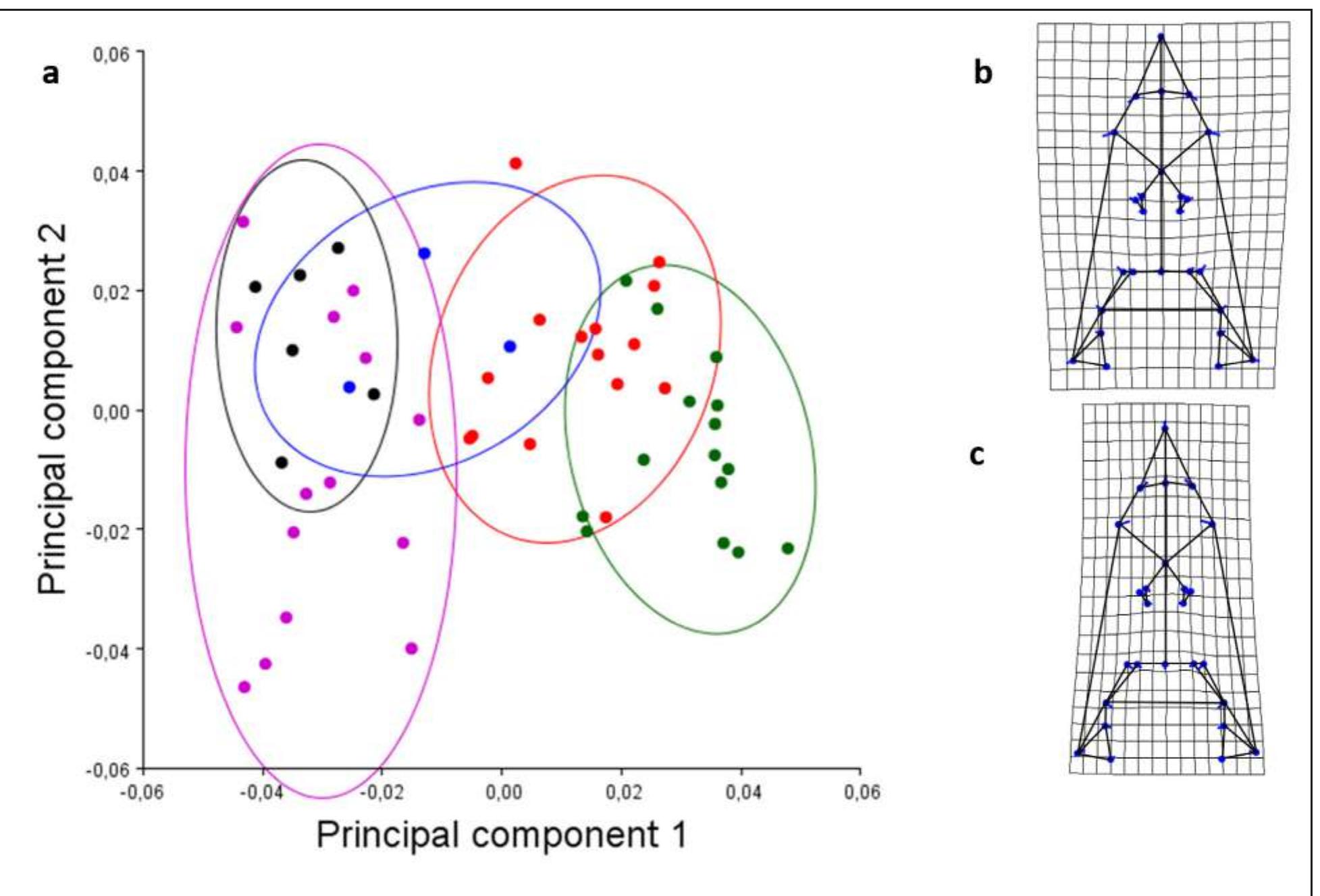 (a). principal component analysis, ventral view. scatterplot