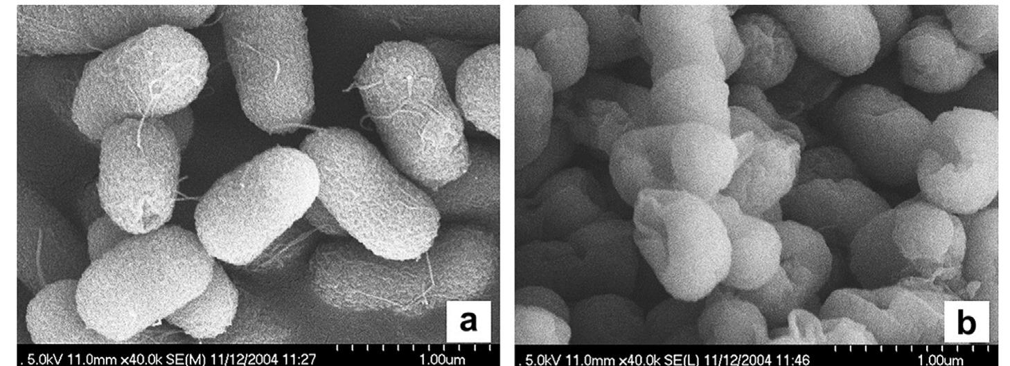Sem images of bacterial e. coli cells (a) before and (b)