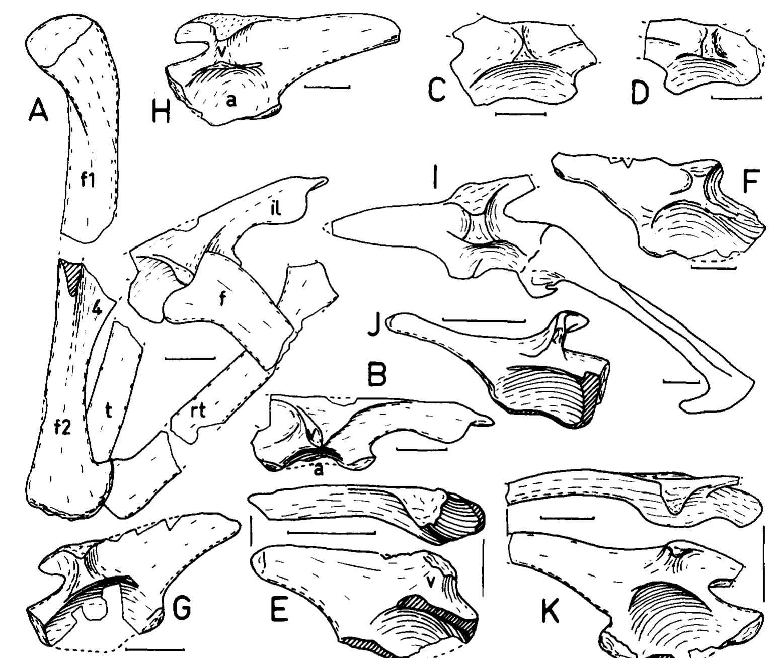 Poposaurid pelvic and hind limb bones. a, b, poposaurus