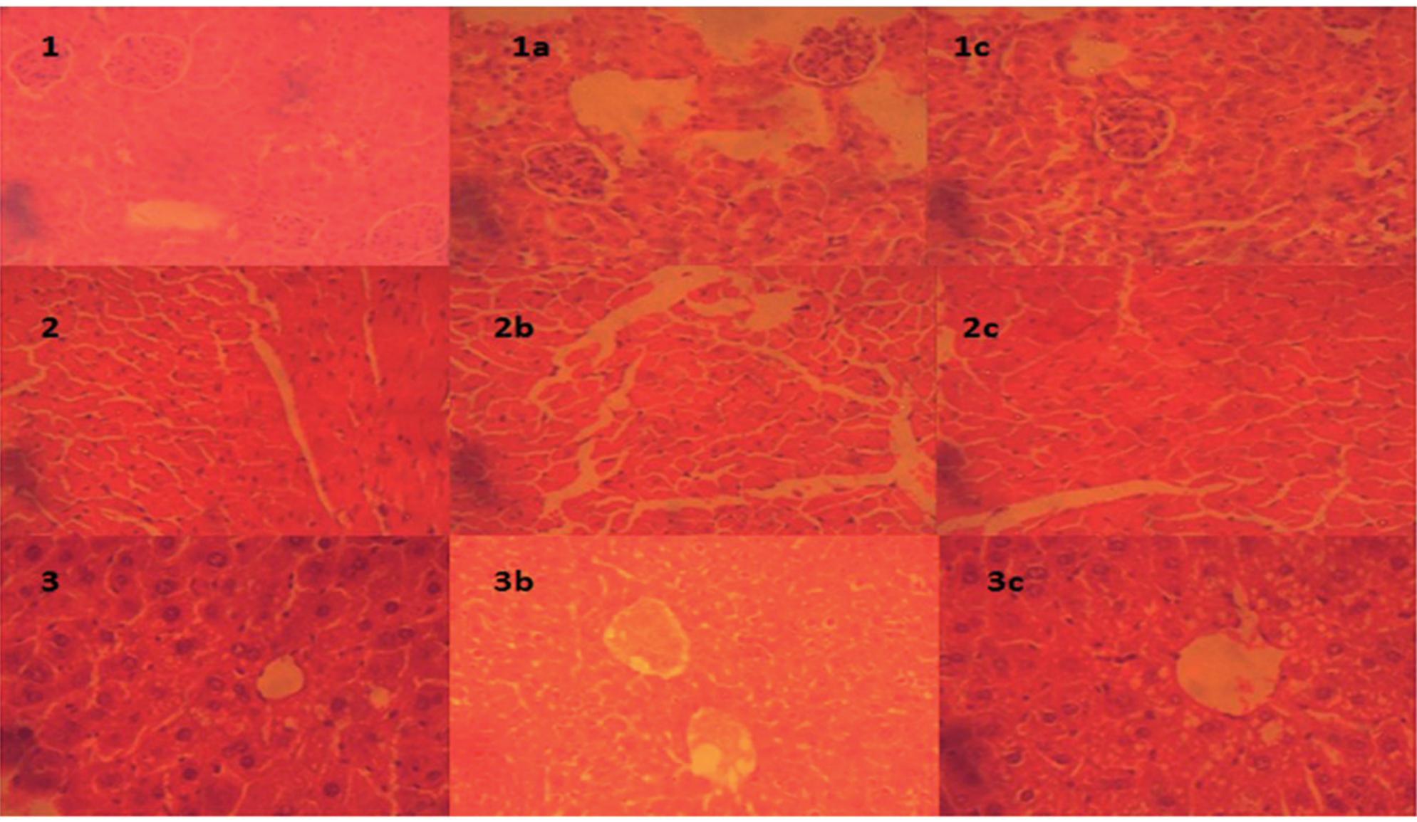 Figure 6 - from Design of mannosylated oral amphotericin B