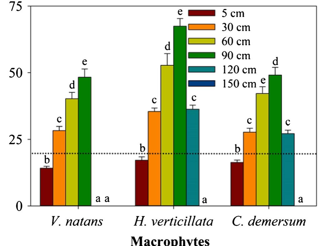 Effects of light intensity of different water strata on