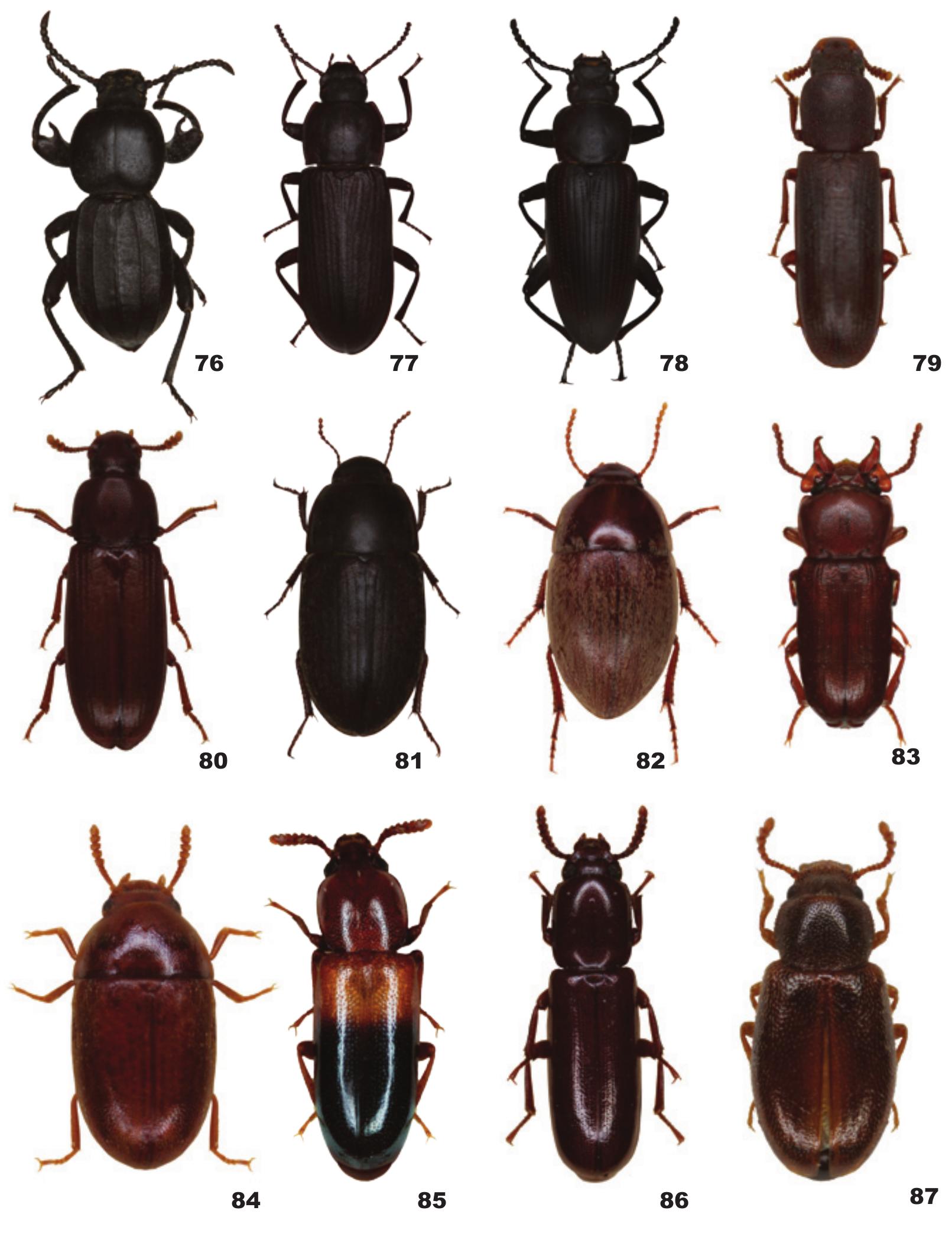 76: scaurus striatus; 77: tenebrio obscurus; 78: zophobas