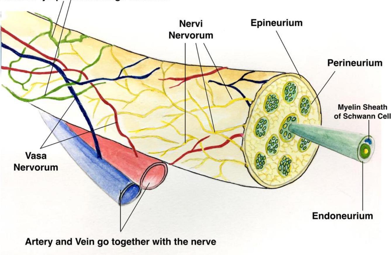 Wm figure 1. diagram shows the “nervi nervorum,” “vasa