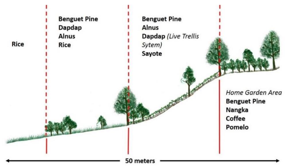 Transect map of selected agroforestry landscape in barangay