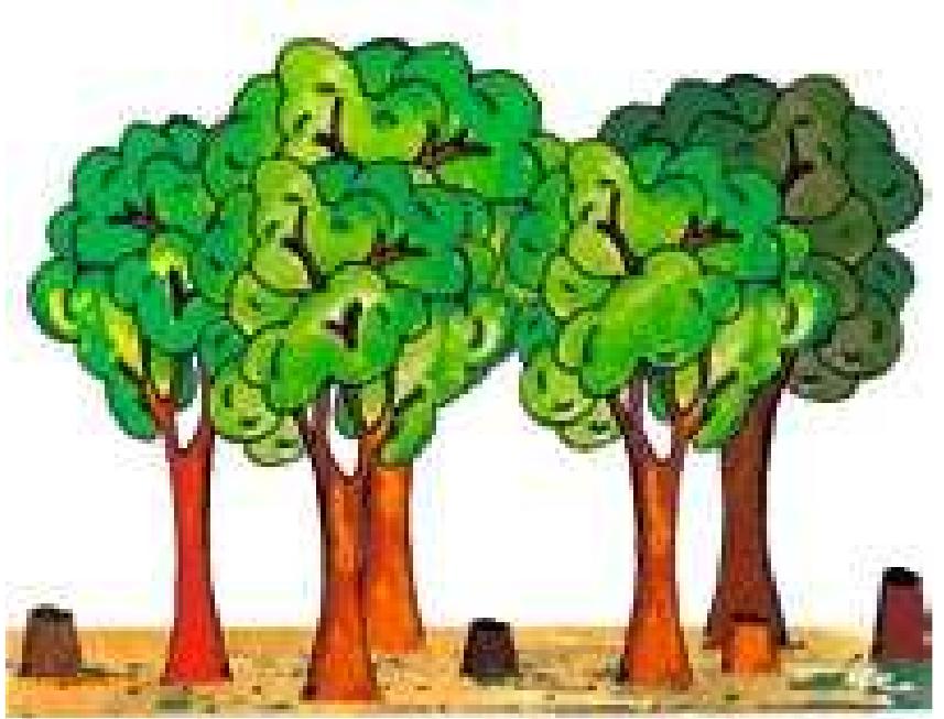 Thin trees when they grow larger. the remaining trees will