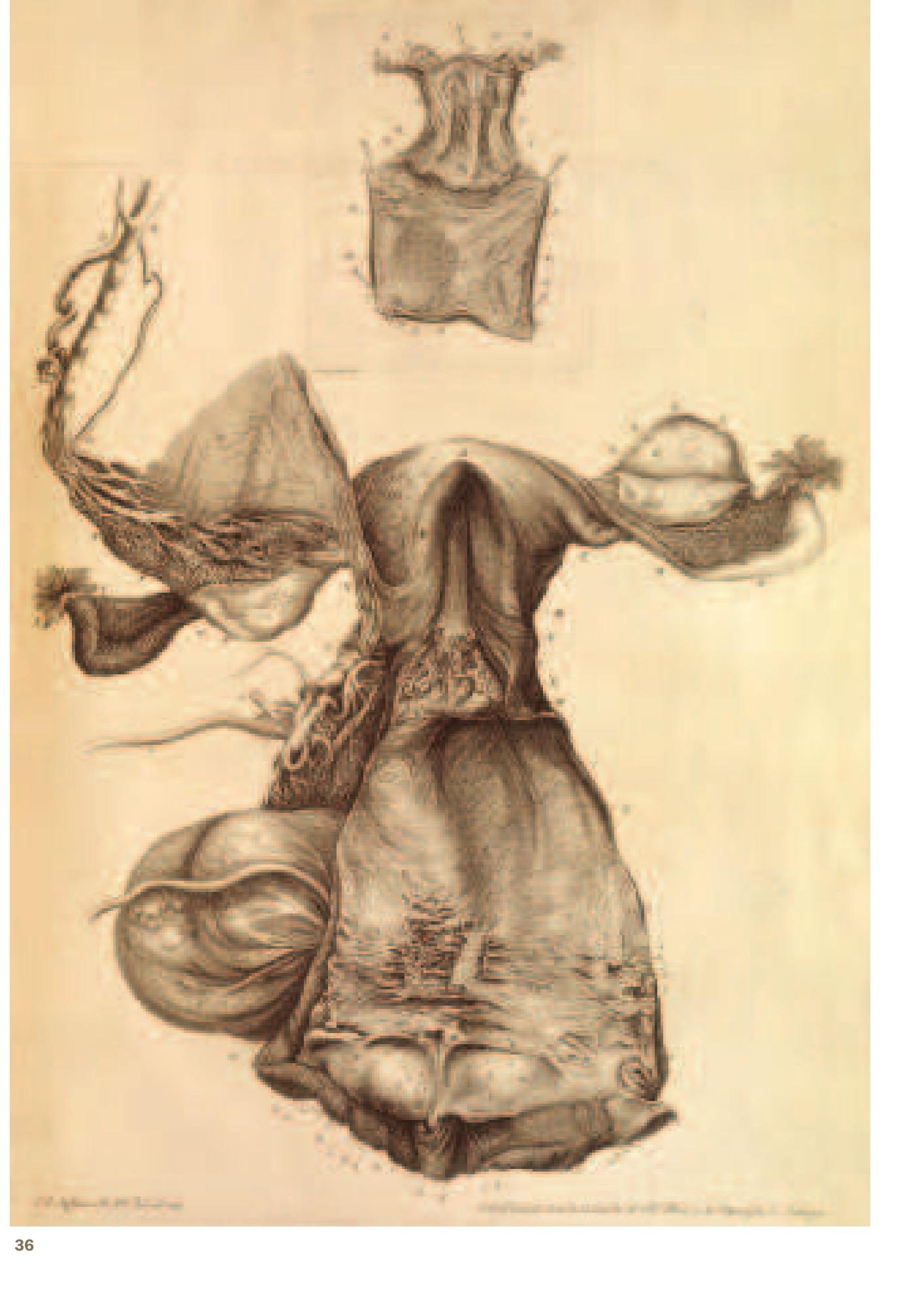 Figure 33 - Dream anatomy