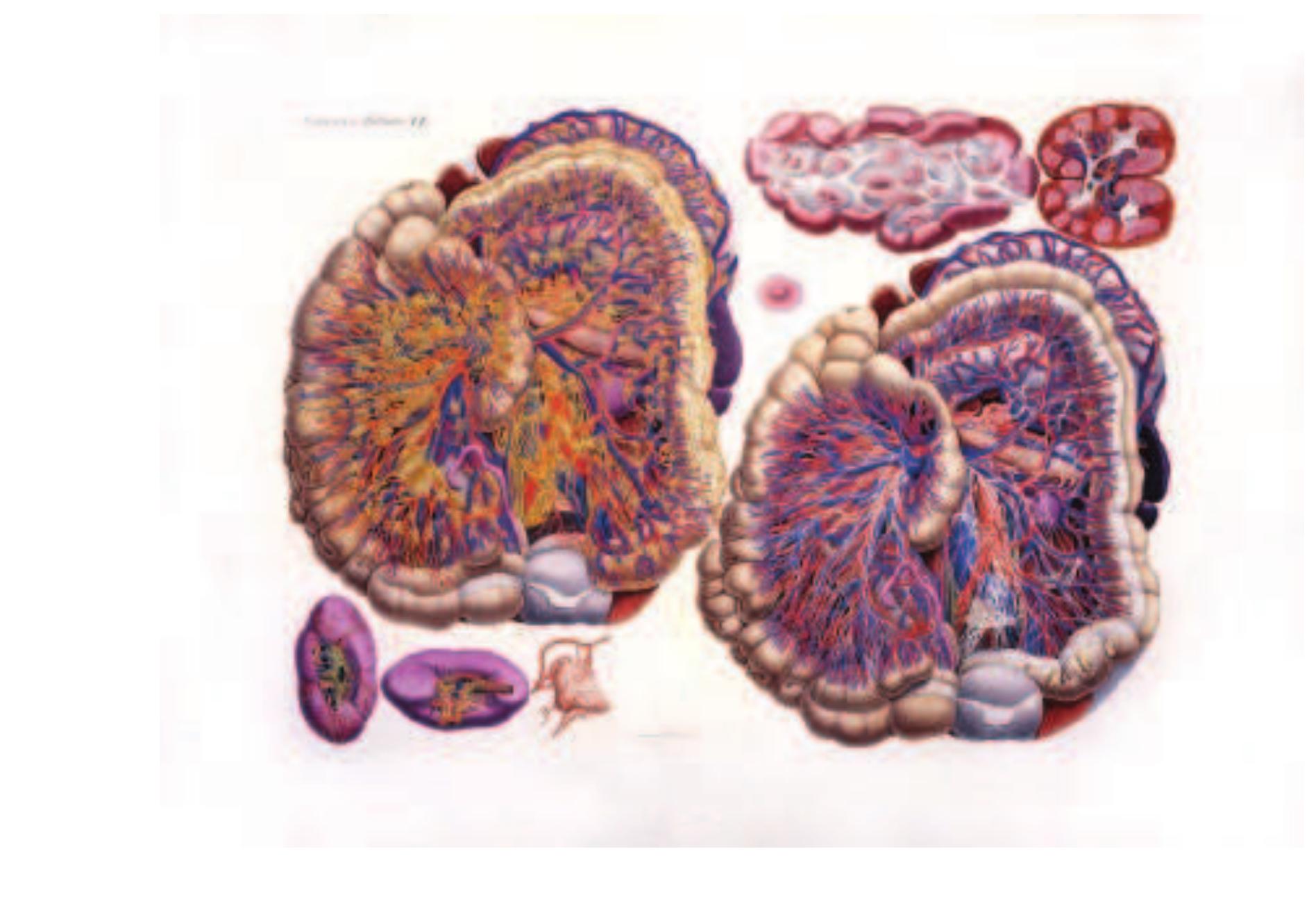 Figure 52 - Dream anatomy