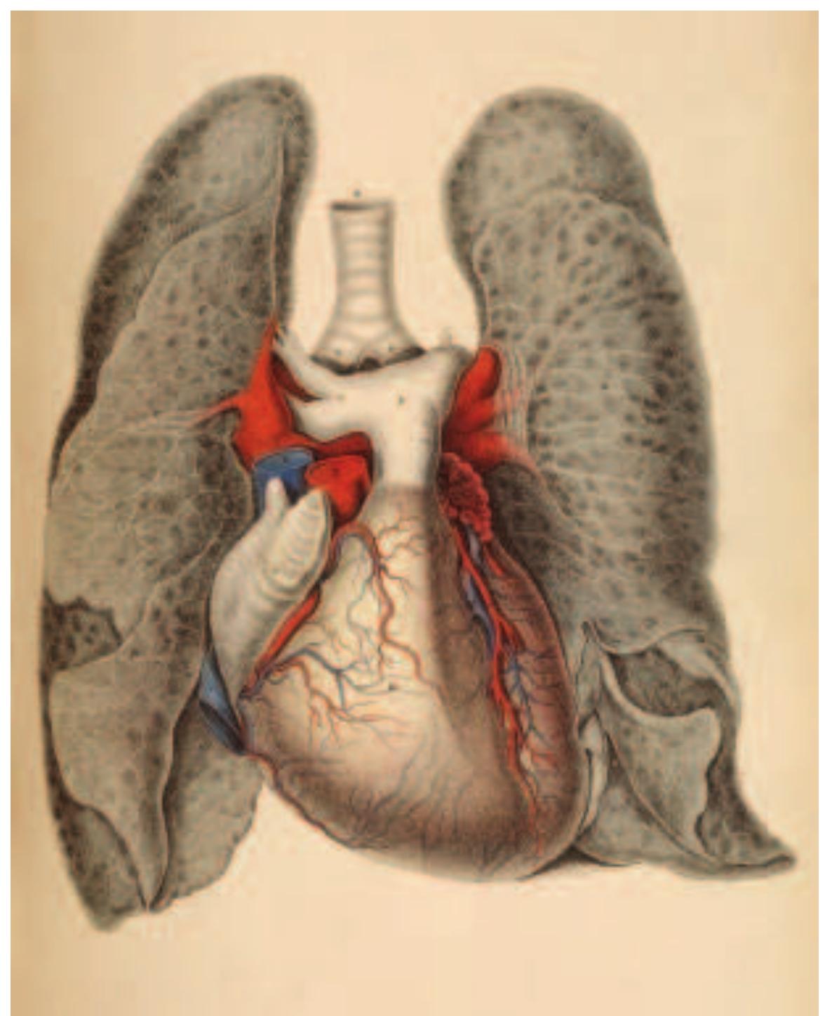 152-153. john lizars (1787?-1860) [anatomist]. w. h. lizars