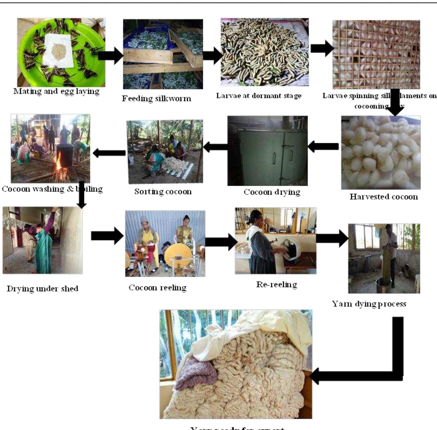 Figure 5 - Sericulture value chain analysis in Gamo Zone,