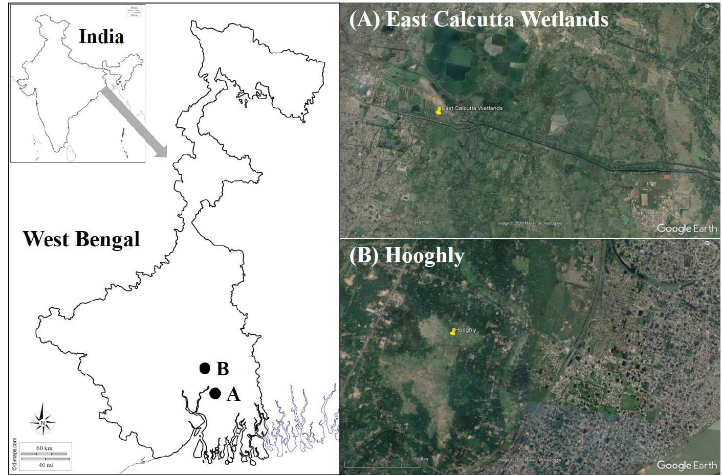 Map of the study sites: east calcutta wetlands (a) and
