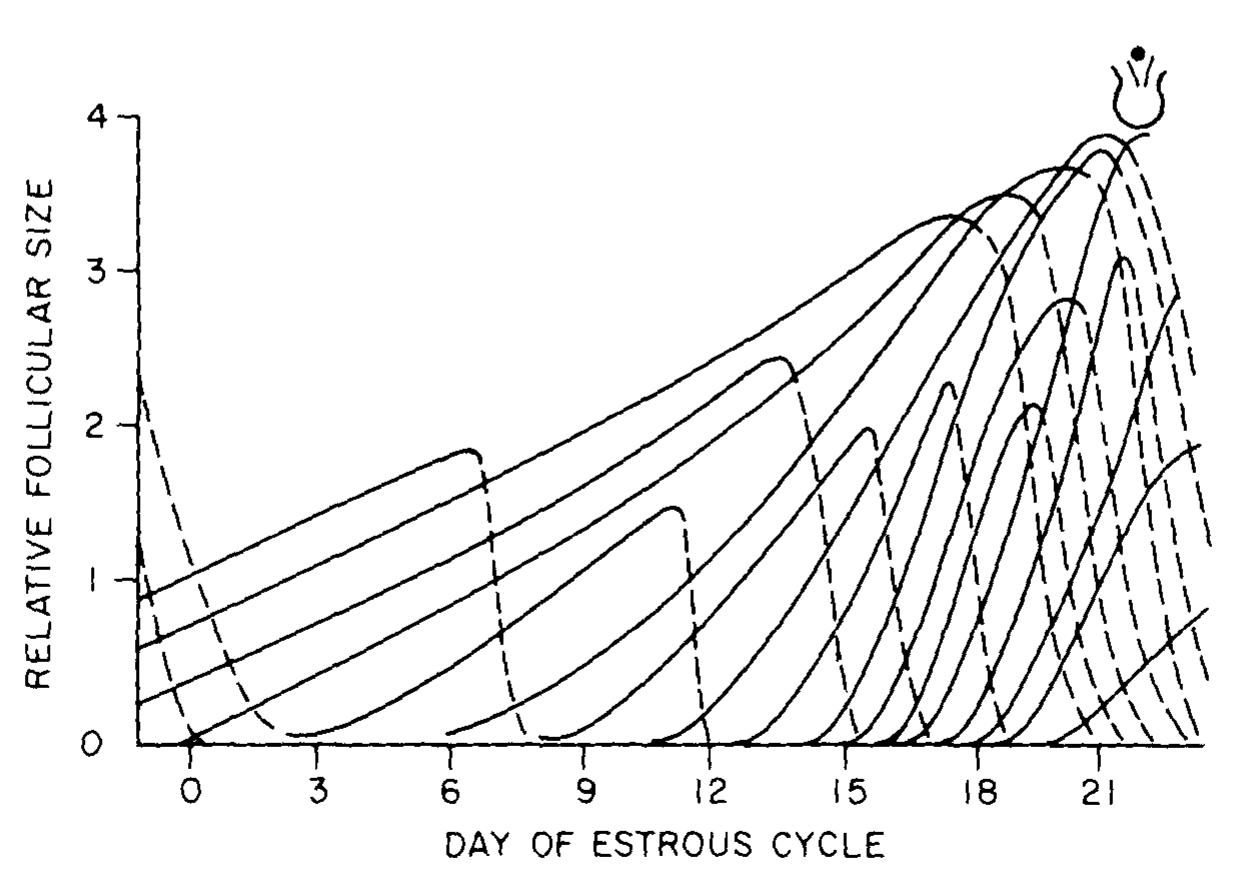 , schematic diagram of large antral follicular growth and