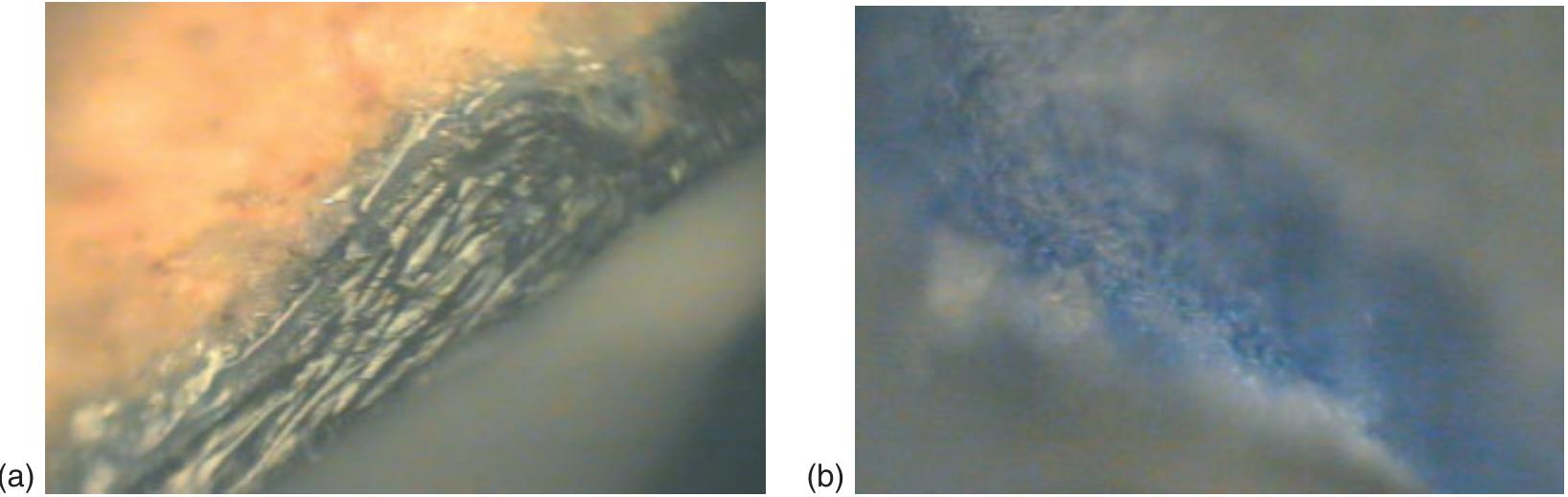 Plate 2. (a) shard cross section. note the yellow body and