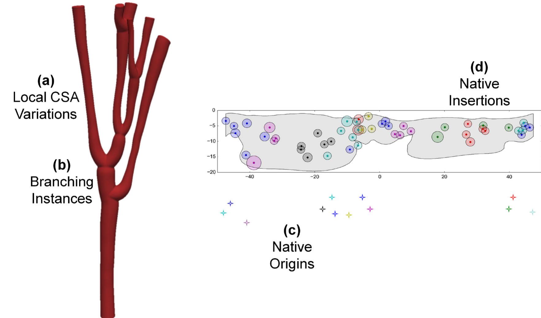 The anatomical features of native mvct are shown for a